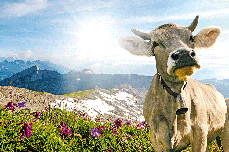 What makes Swiss milk so special